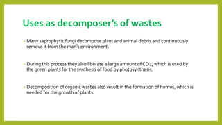 Positive Role of Fungi | PPTX