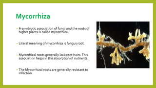 Positive Role of Fungi | PPTX