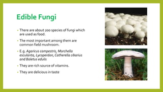 Positive Role of Fungi | PPTX