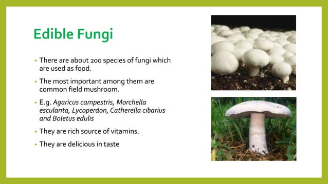 Positive Role of Fungi | PPTX