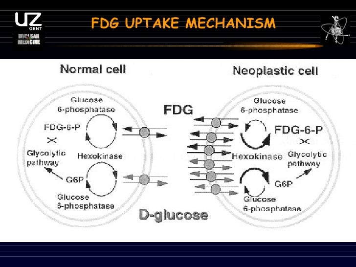 Positron Emission Tomography In Oncology