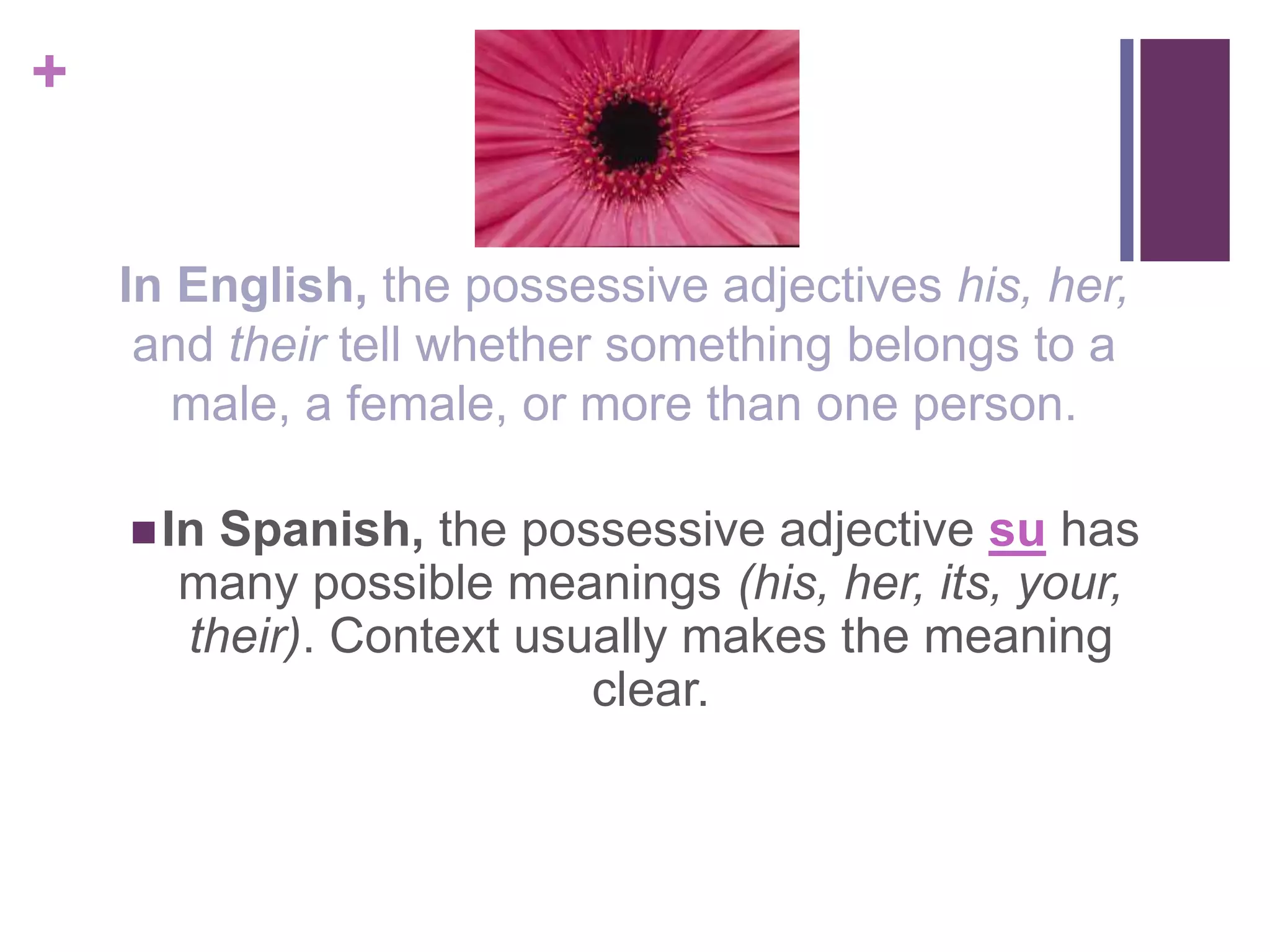 Possessive adjectives | PPTX