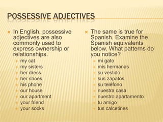 Possessive adjectives | PPTX