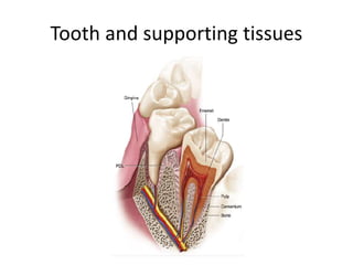 Possible OSPE Oral Bio 1 copy.pdf for dental | PDF