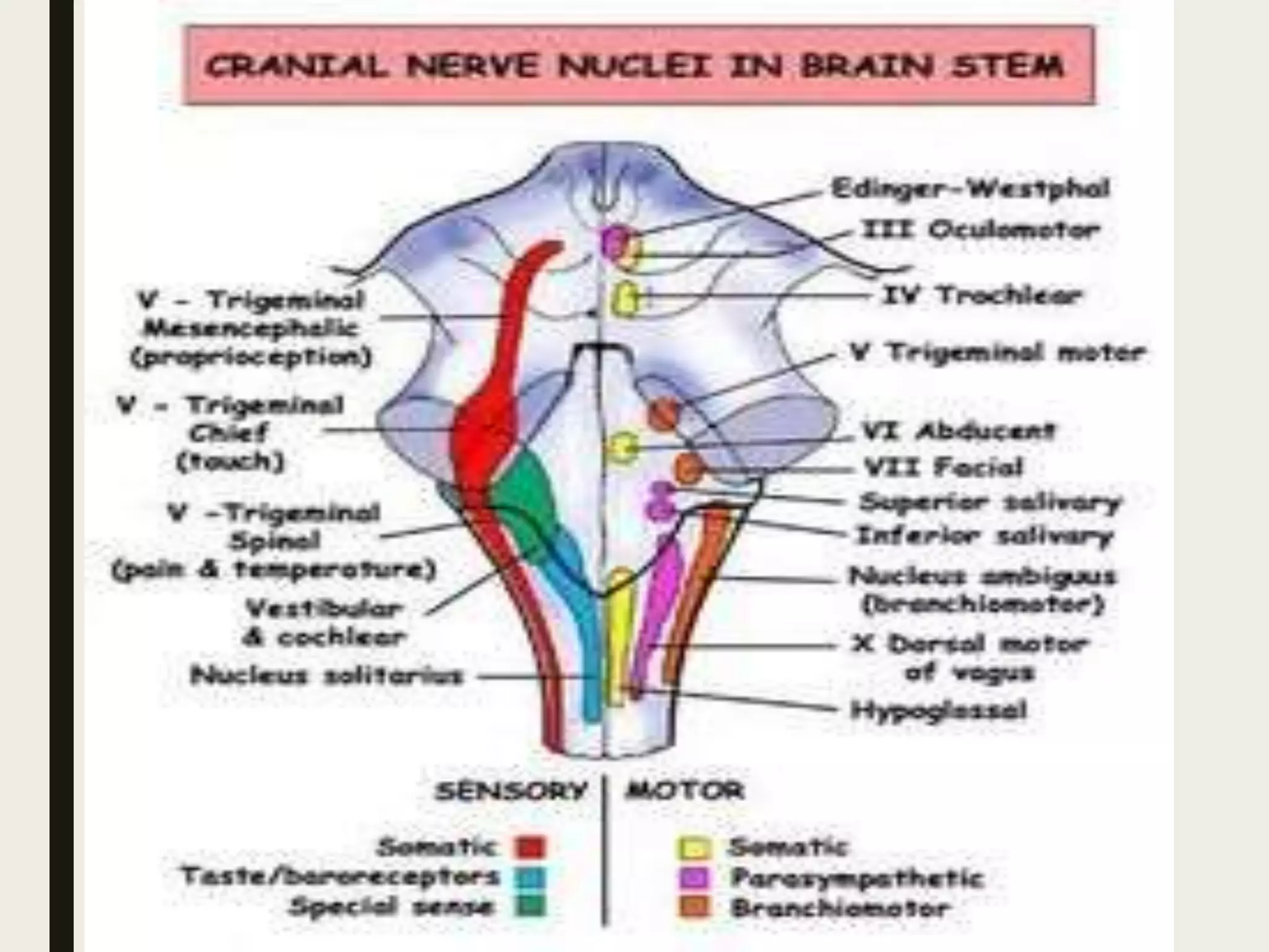 Posterior Cranial Fossa with Cranial Nerves Relation | PPTX