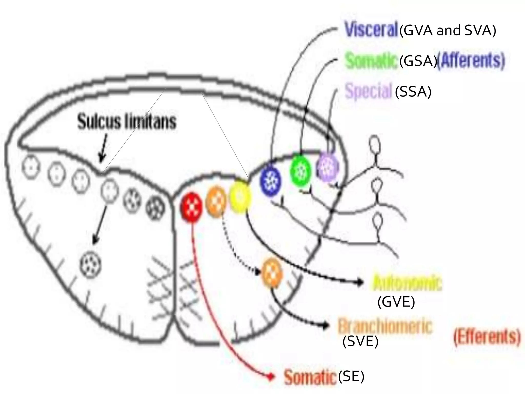 Posterior Cranial Fossa with Cranial Nerves Relation | PPTX