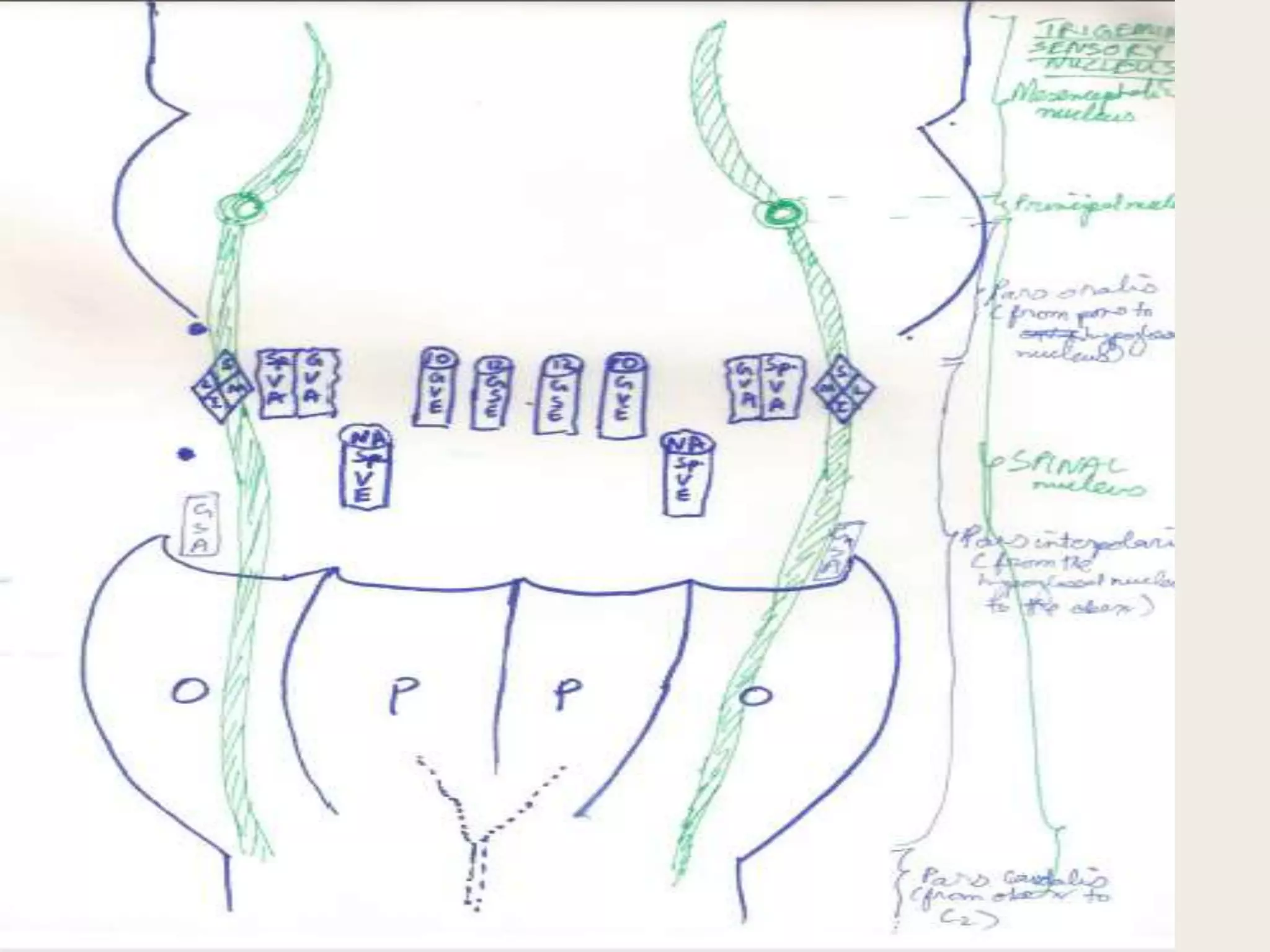 Posterior Cranial Fossa with Cranial Nerves Relation | PPTX