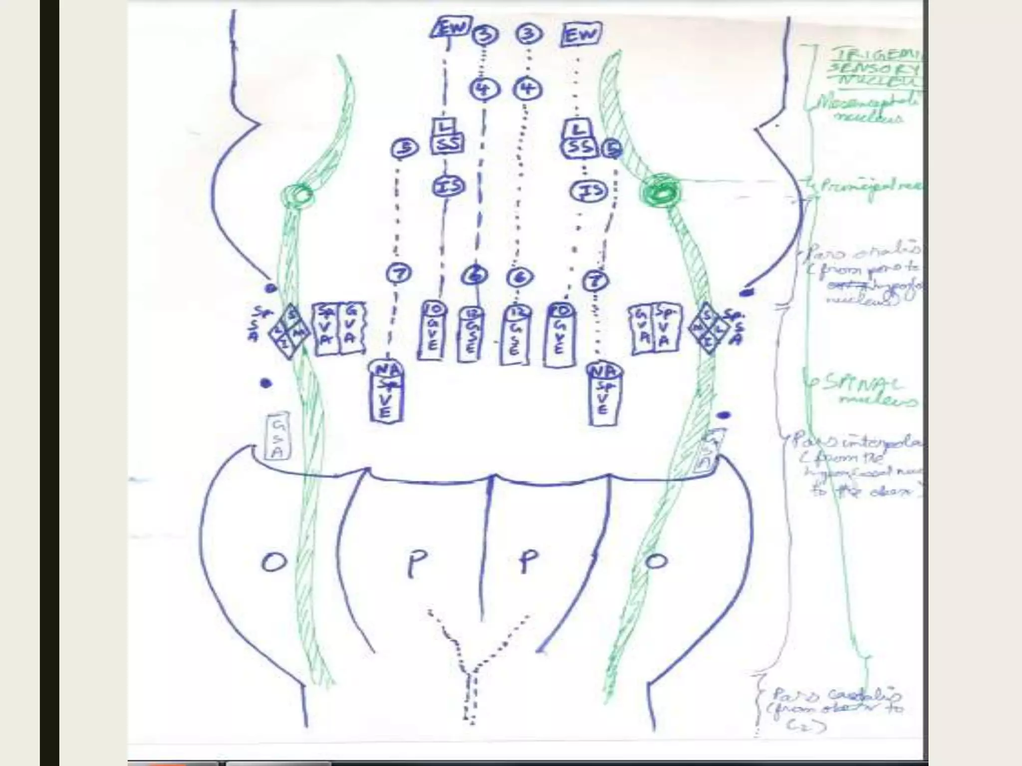 Posterior Cranial Fossa with Cranial Nerves Relation | PPTX