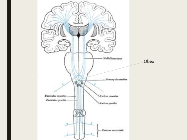 Posterior Cranial Fossa with Cranial Nerves Relation | PPTX