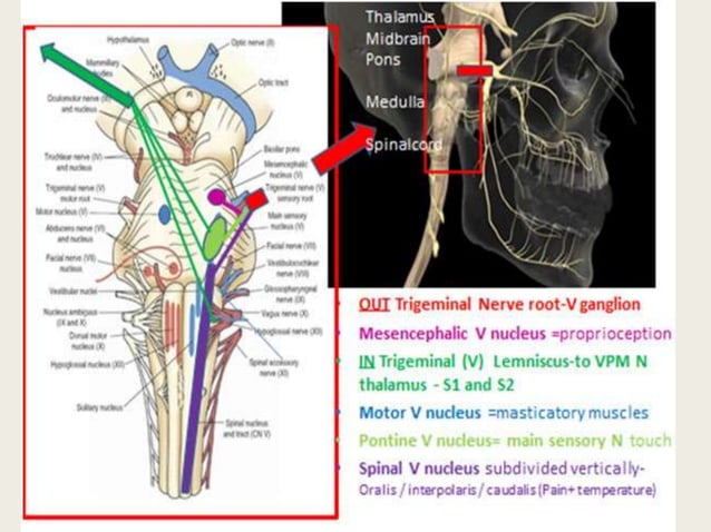 Posterior Cranial Fossa with Cranial Nerves Relation | PPTX