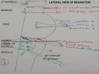 Posterior Cranial Fossa with Cranial Nerves Relation | PPTX
