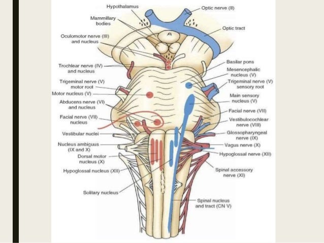 Posterior Cranial Fossa with Cranial Nerves Relation