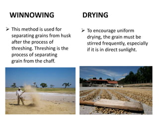 POST-HARVEST MANAGEMENT.pptx