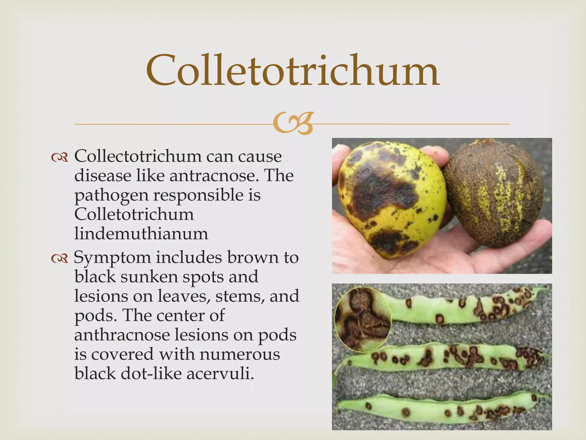 Post-Harvest Pathology and Physiological disorders in fruits completed ...