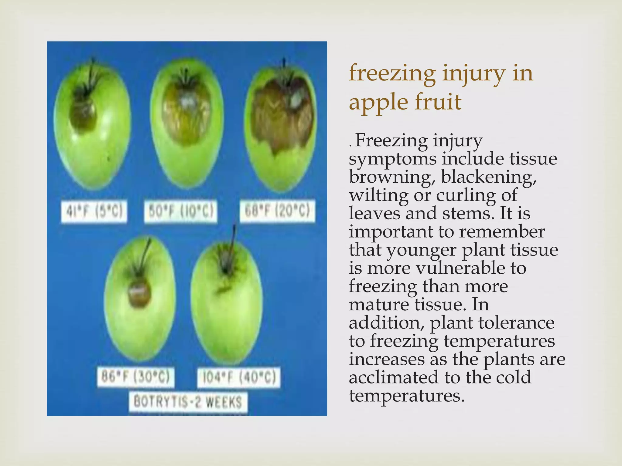 Post-Harvest Pathology and Physiological disorders in fruits completed ...