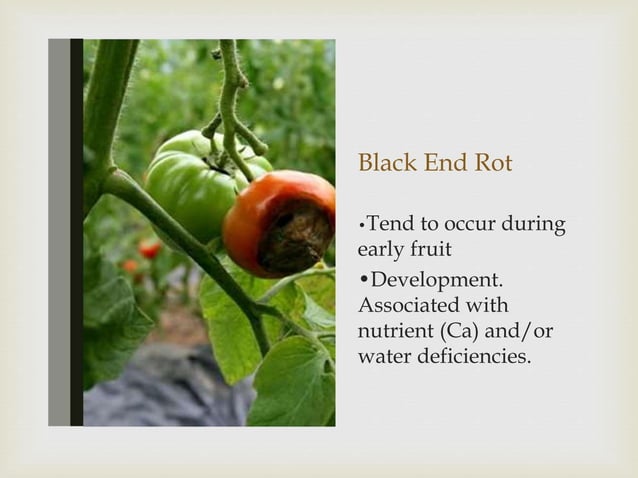 Post-Harvest Pathology and Physiological disorders in fruits completed ...