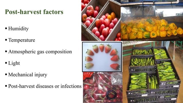 Post-harvest factors | PDF | Gardening | Home & Garden