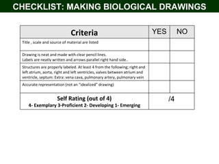 Post lab guide heart dissection student | PPT