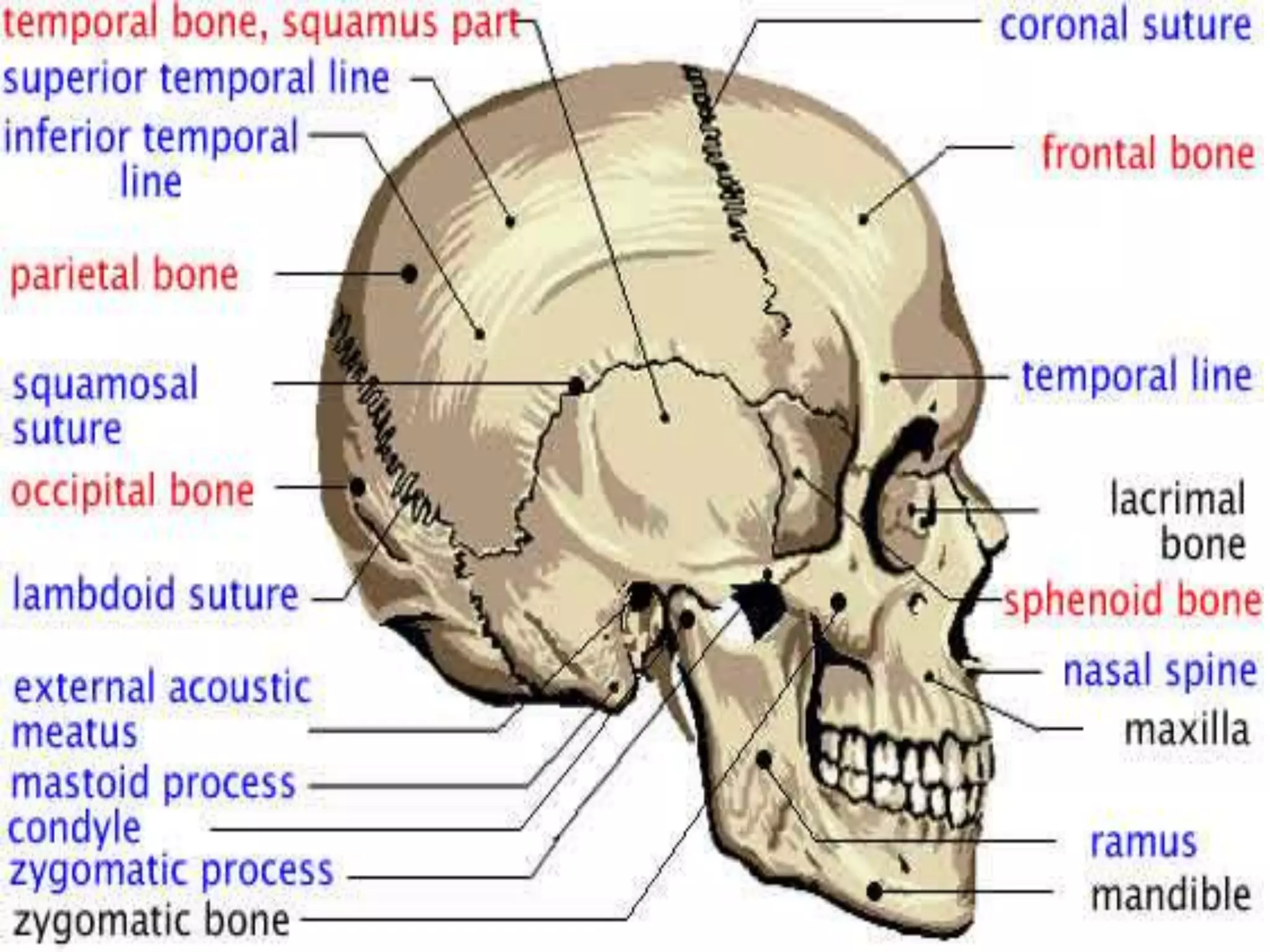 Post mortem examination(autopsy) | PPTX