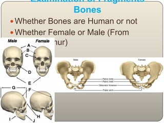 Postmortem Of Human Body Female