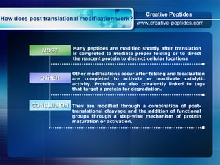 Post translational-modification-creative-peptides | PPT
