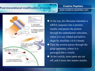 Post translational-modification-creative-peptides | PPT