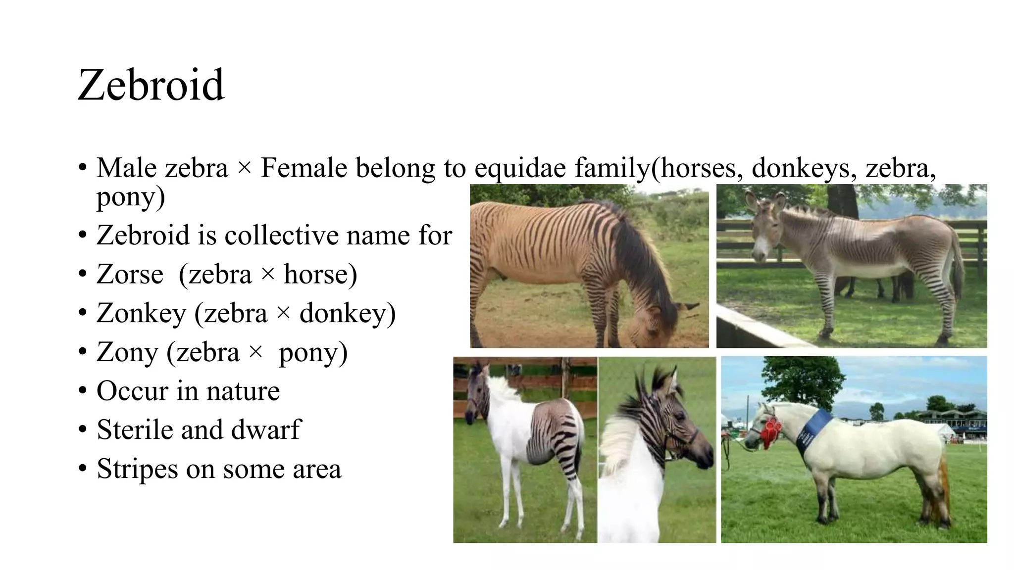 Post zygotic isolation:Hybrid infertility and viability | PPTX ...