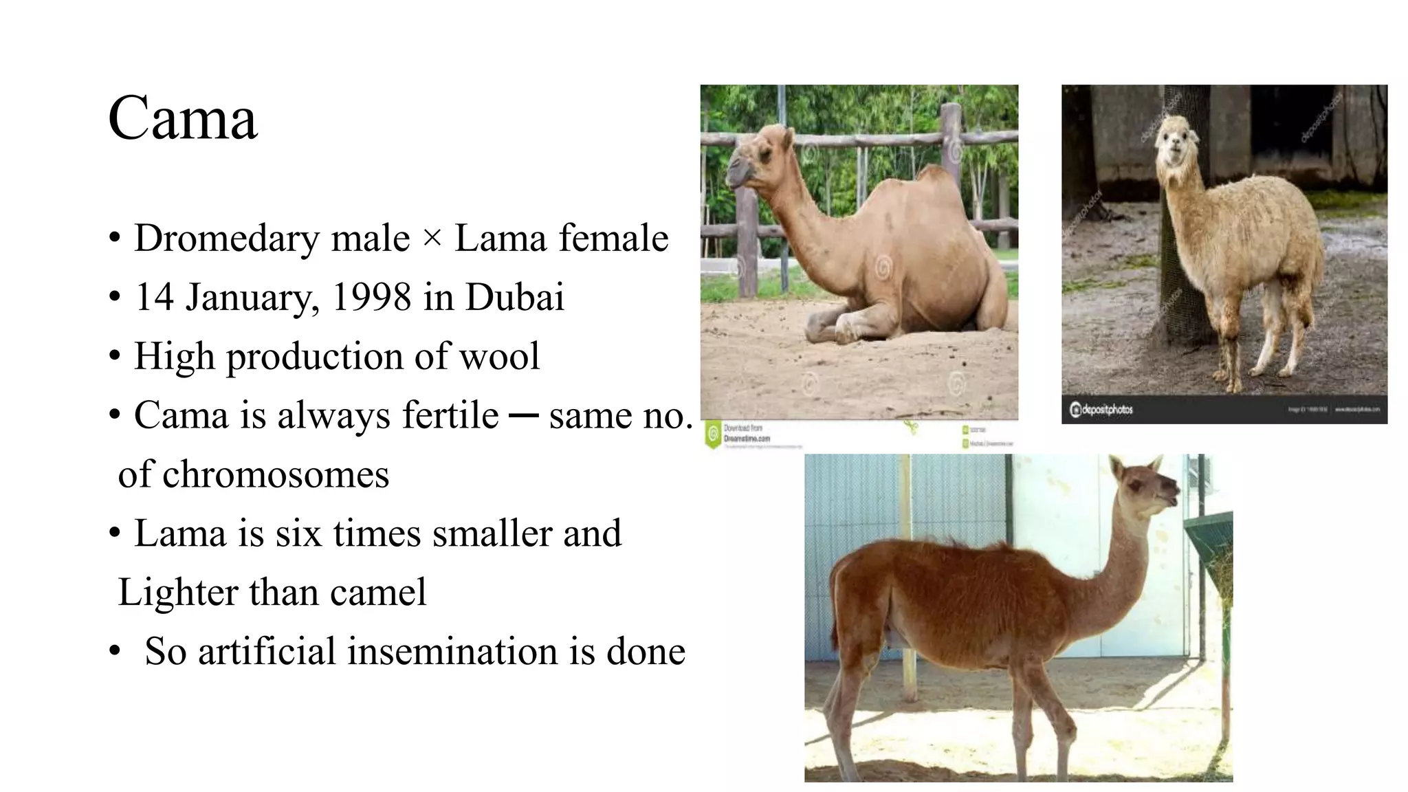 Post zygotic isolation:Hybrid infertility and viability | PPTX ...