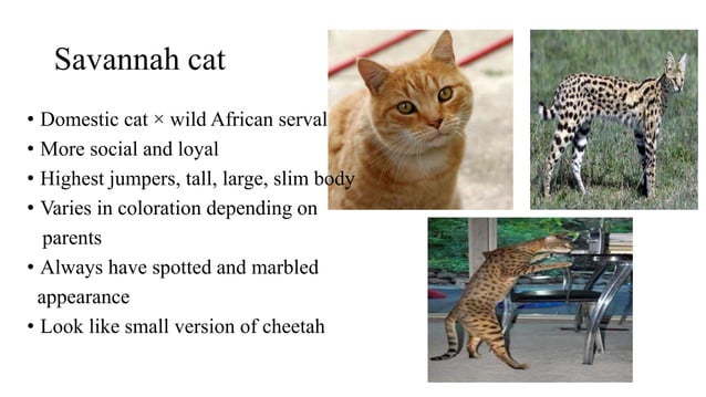 Post zygotic isolation:Hybrid infertility and viability | PPTX ...