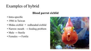 Post zygotic isolation:Hybrid infertility and viability | PPTX ...