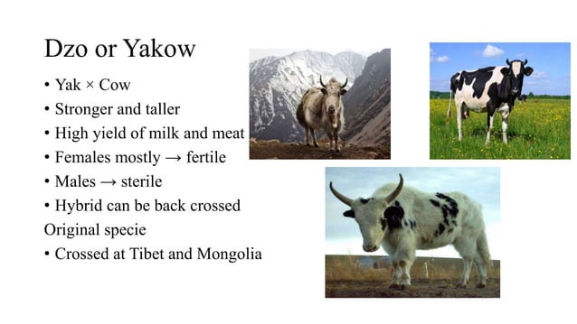 Post zygotic isolation:Hybrid infertility and viability | PPT