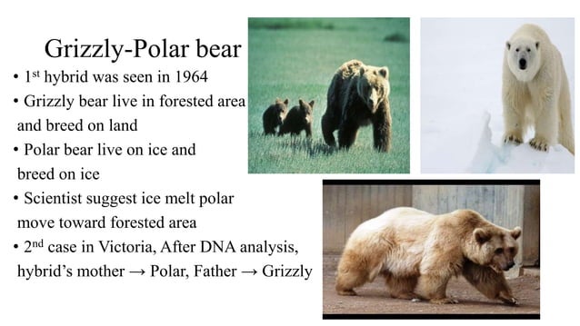 Post zygotic isolation:Hybrid infertility and viability | PPTX ...