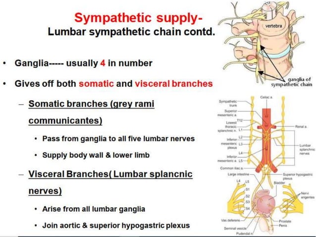 POST ABD WALL PPT.ppt