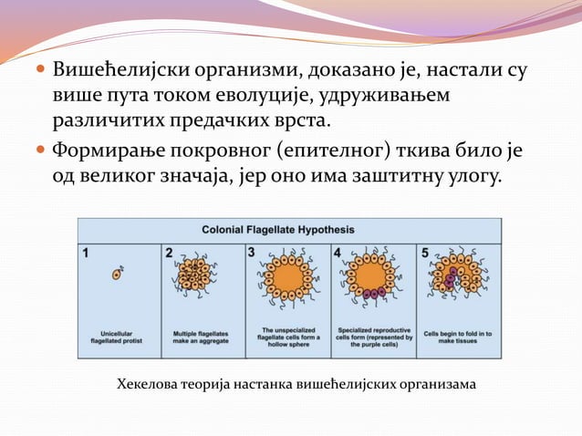 Postanak zivota | PPT