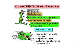 post axioappendicular muscles, upper limb.pptx