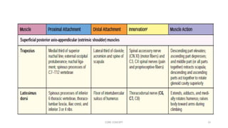 post axioappendicular muscles, upper limb.pptx