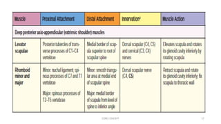 post axioappendicular muscles, upper limb.pptx