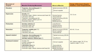 post axioappendicular muscles, upper limb.pptx