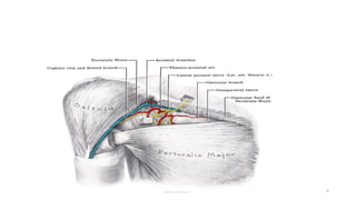 post axioappendicular muscles, upper limb.pptx