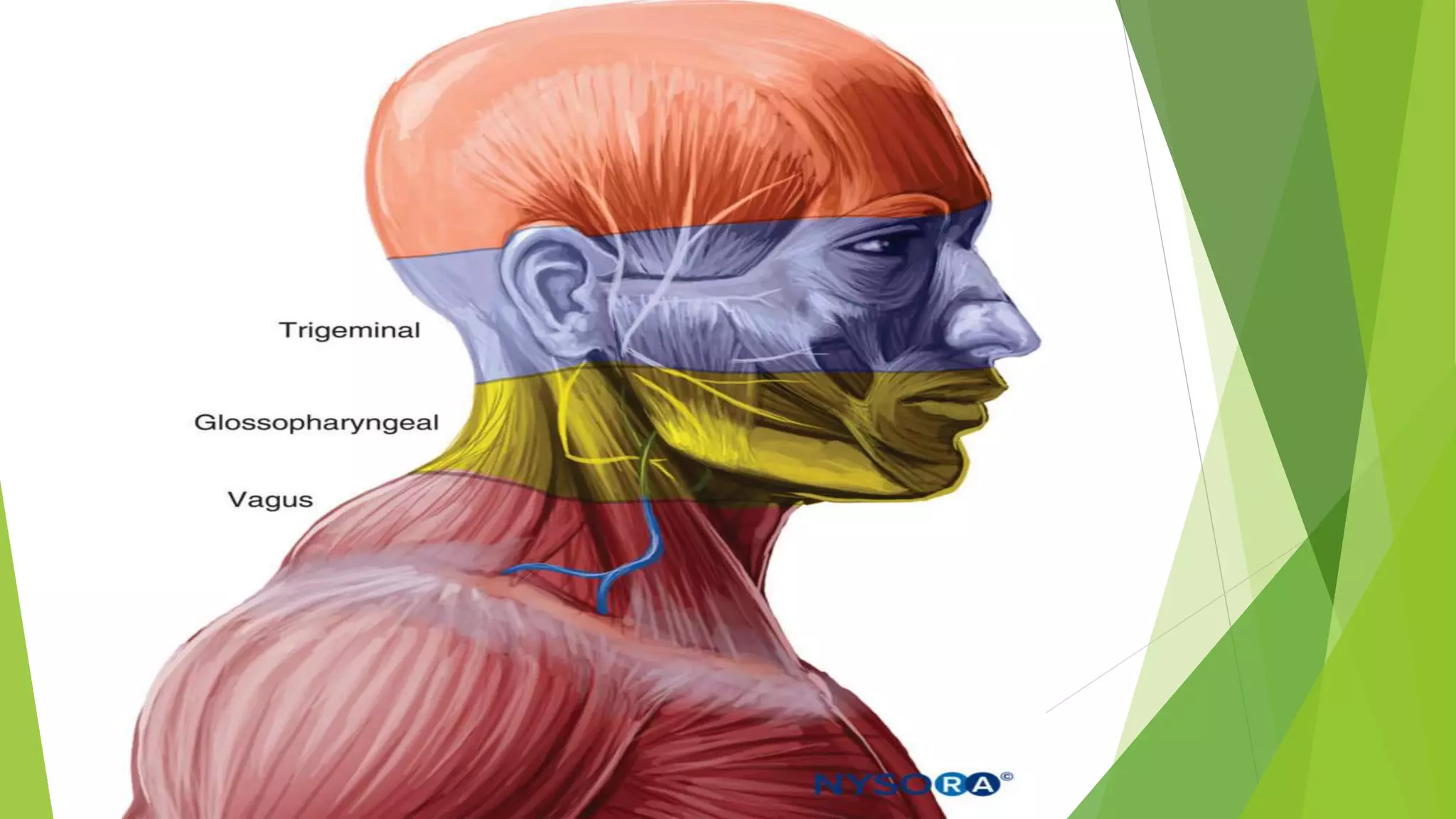 post burn contracture-2.pptx