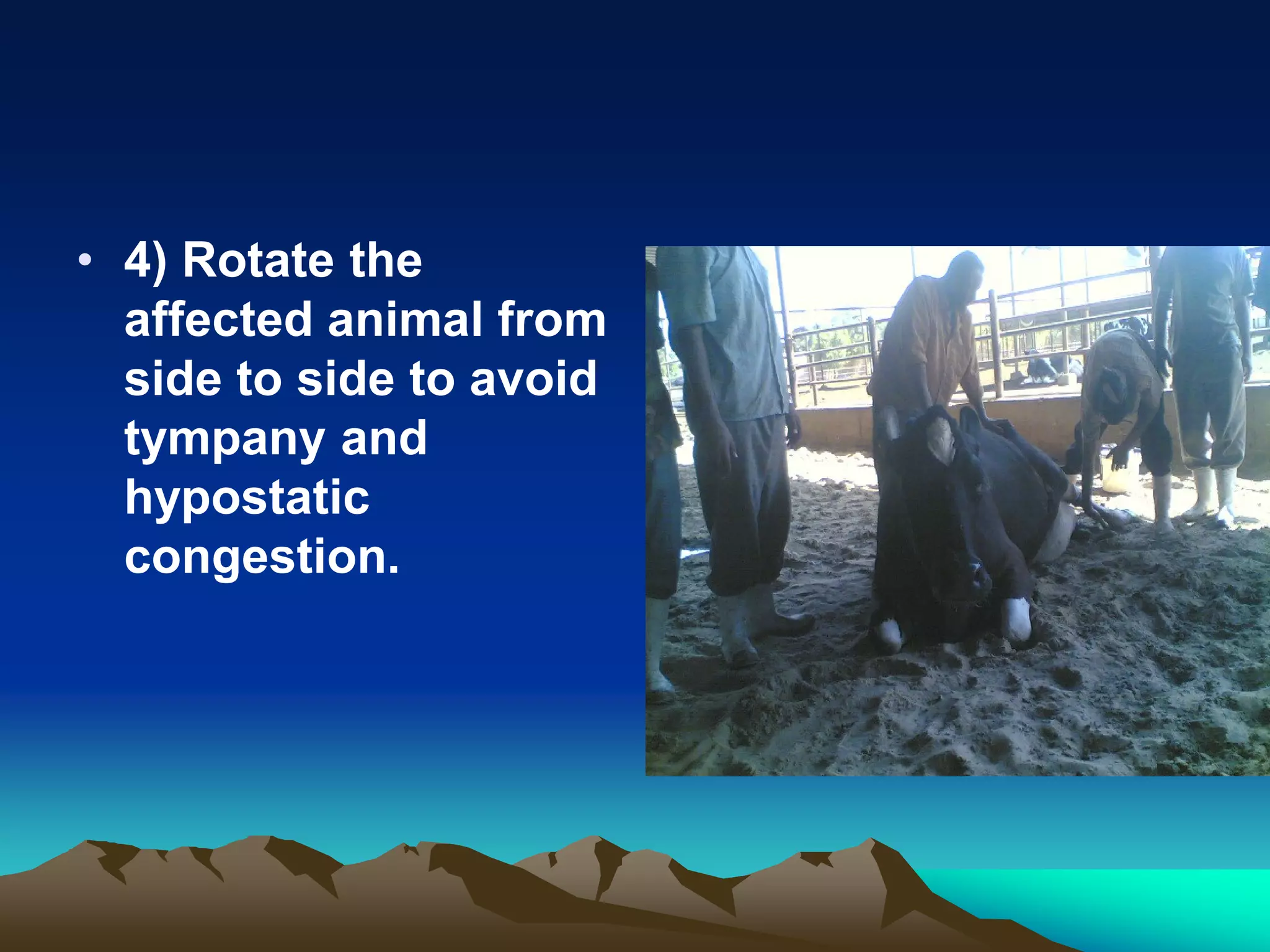 Post calving problems in dairy farms prof.hamed attia | PDF