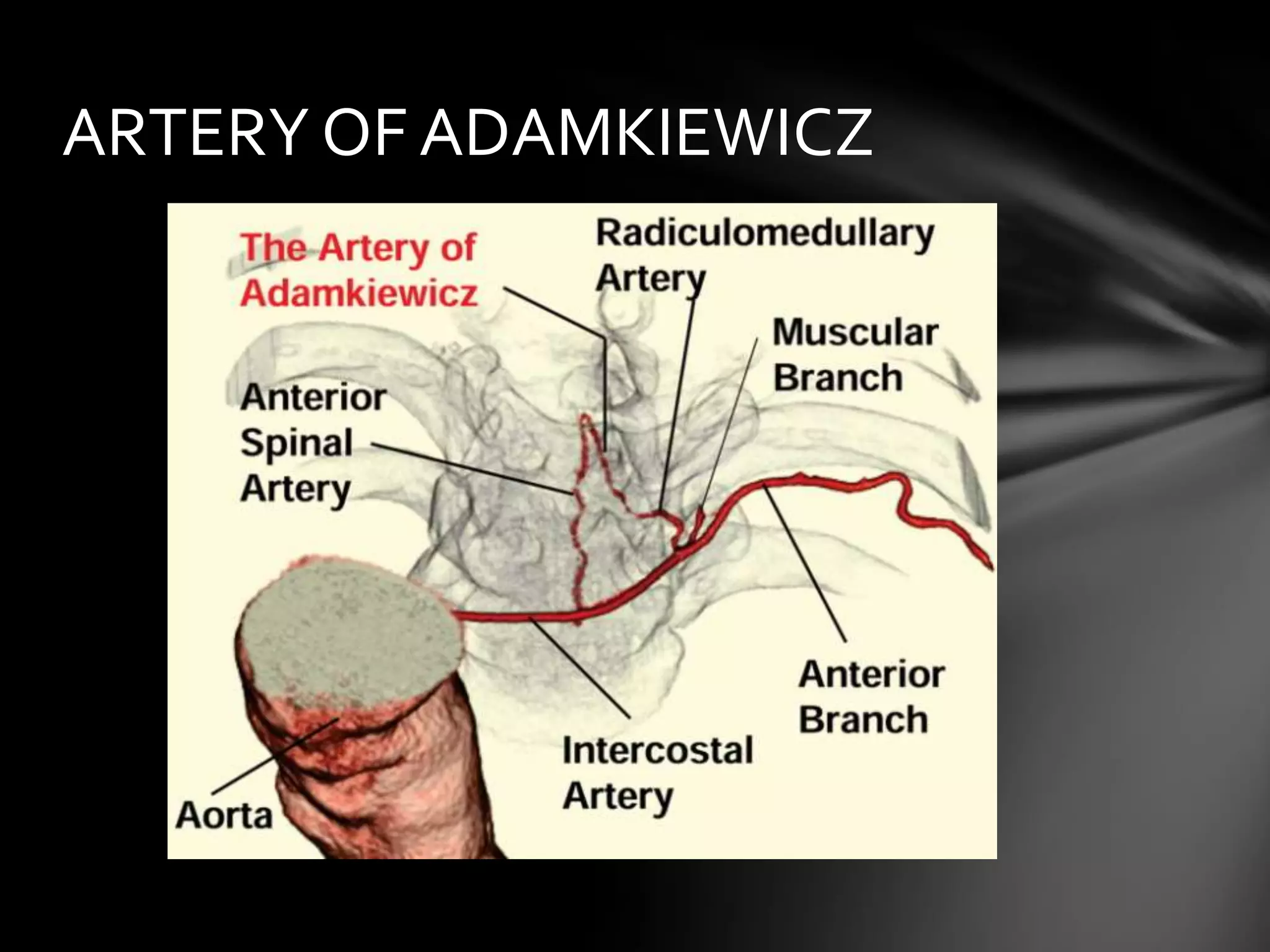 Posterior circulation - Applied Anatomy | PPTX