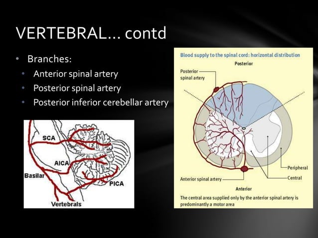 Posterior circulation - Applied Anatomy | PPTX | Death, Injury, or ...