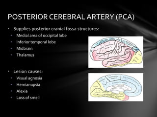Posterior circulation - Applied Anatomy | PPTX