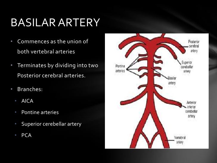 Posterior circulation - Applied Anatomy