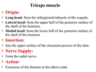 Post compartment of arm | PPT