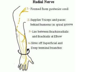 Post compartment of arm | PPT