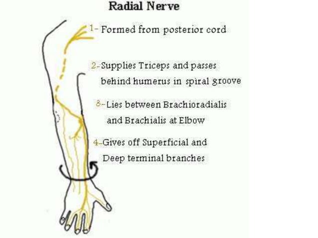 Post compartment of arm | PPT