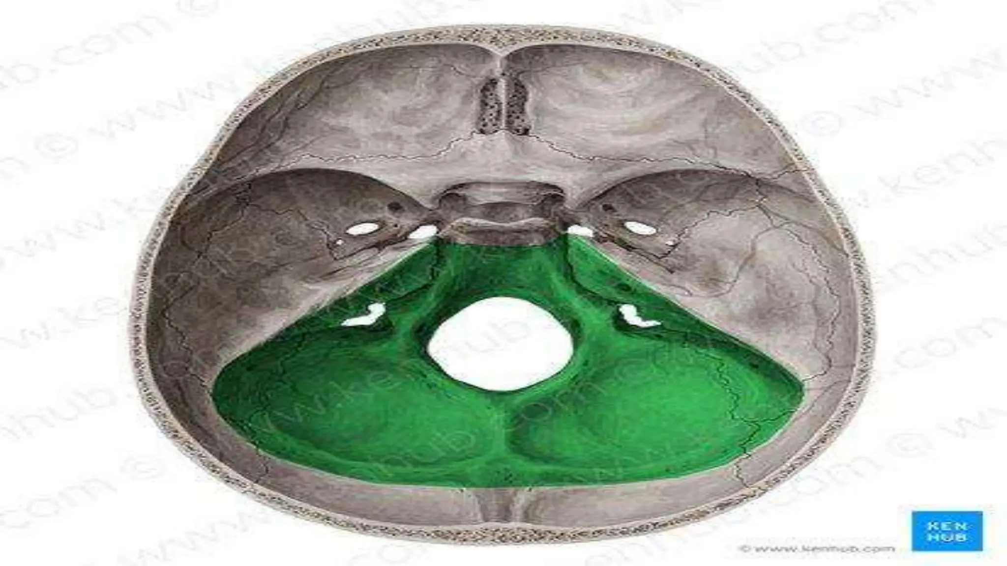 Post cranial fossa seminar power point presentation | PPT | Free Download
