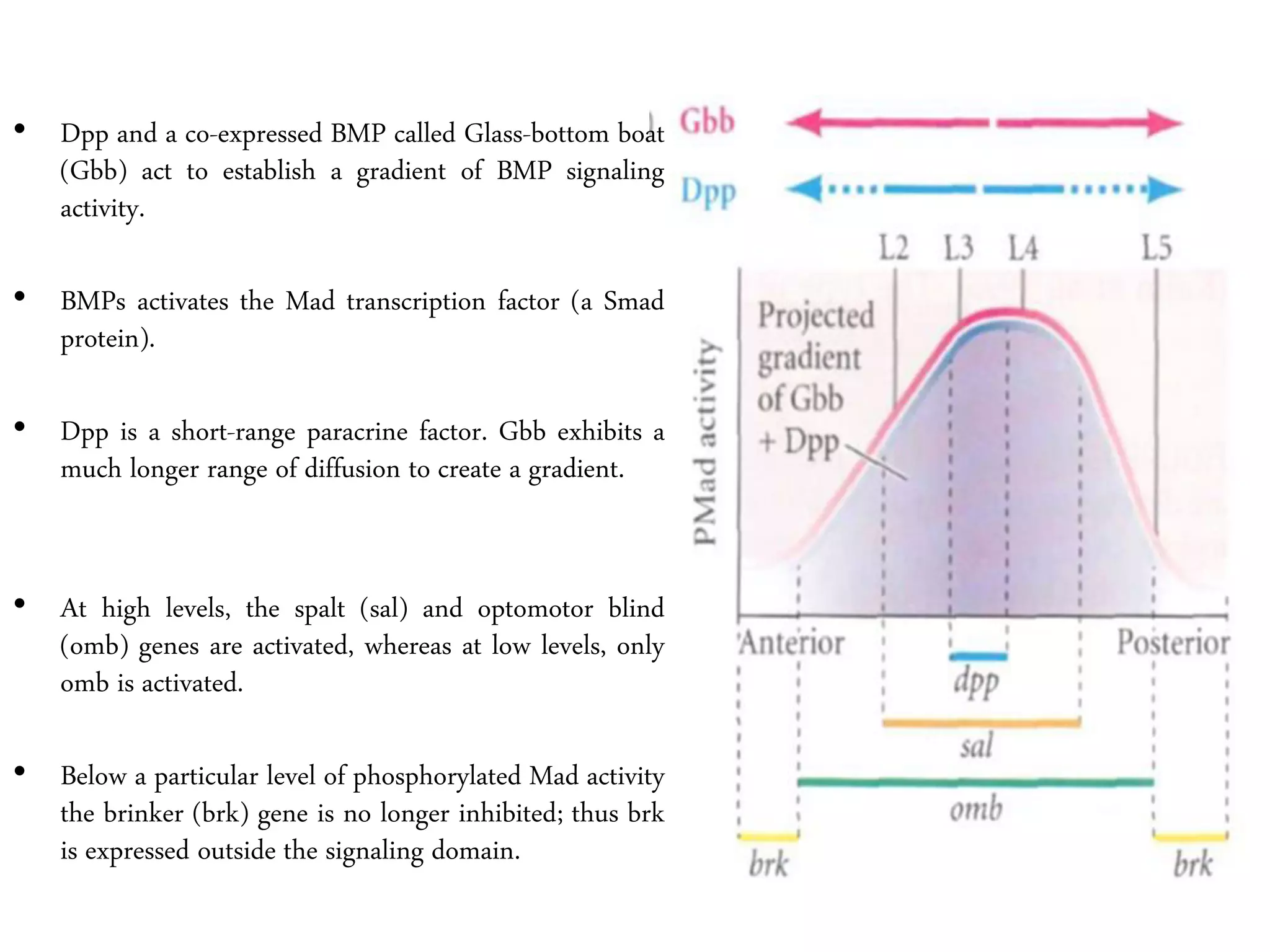 Post embryonic development | PDF